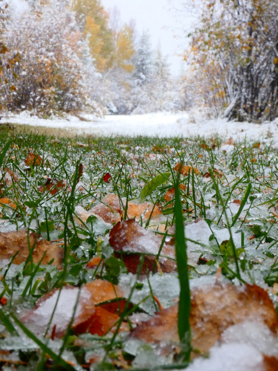 Chase the Dream: Childhood Dreams, Chapter 2 part 3. Plus: This Fall-en ...